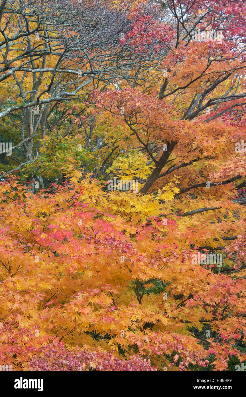 Countryside dorset england fall foliage gardens hi-res stock ...