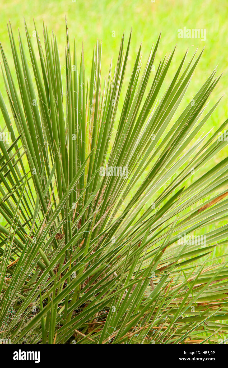 Buckley yucca (Yucca constricta) along Nature Trail, South Llano River ...