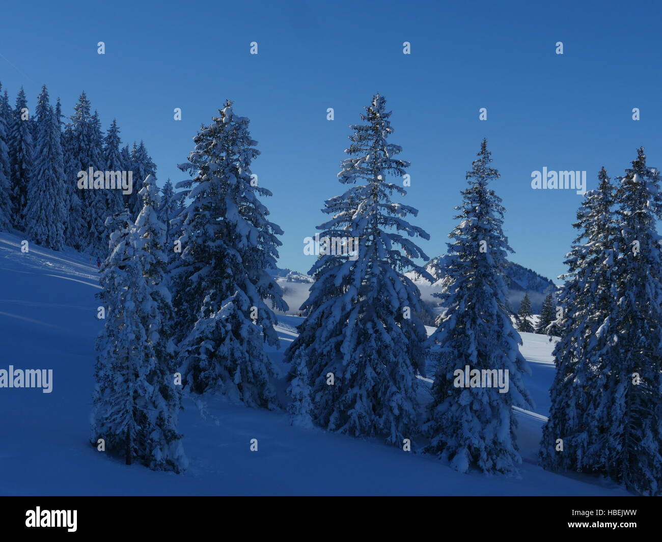 winter tree background Stock Photo - Alamy