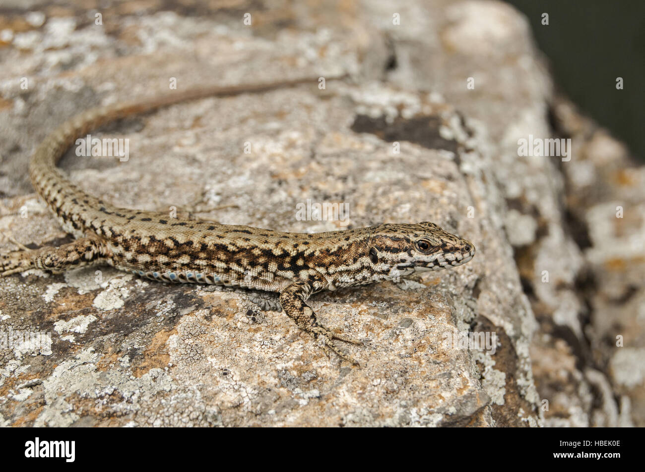 European wall lizard hi-res stock photography and images - Alamy