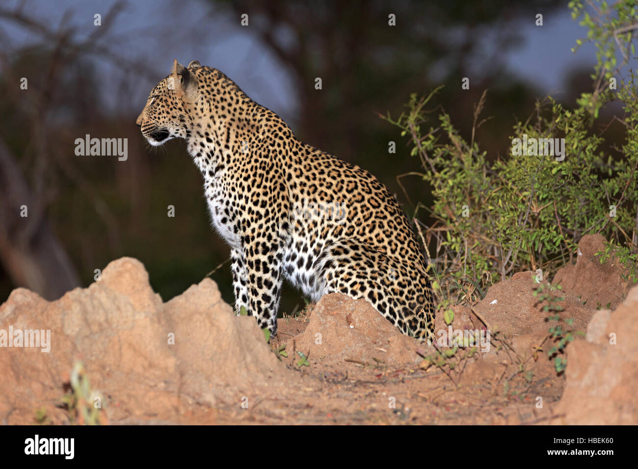Leopard at night Stock Photo - Alamy