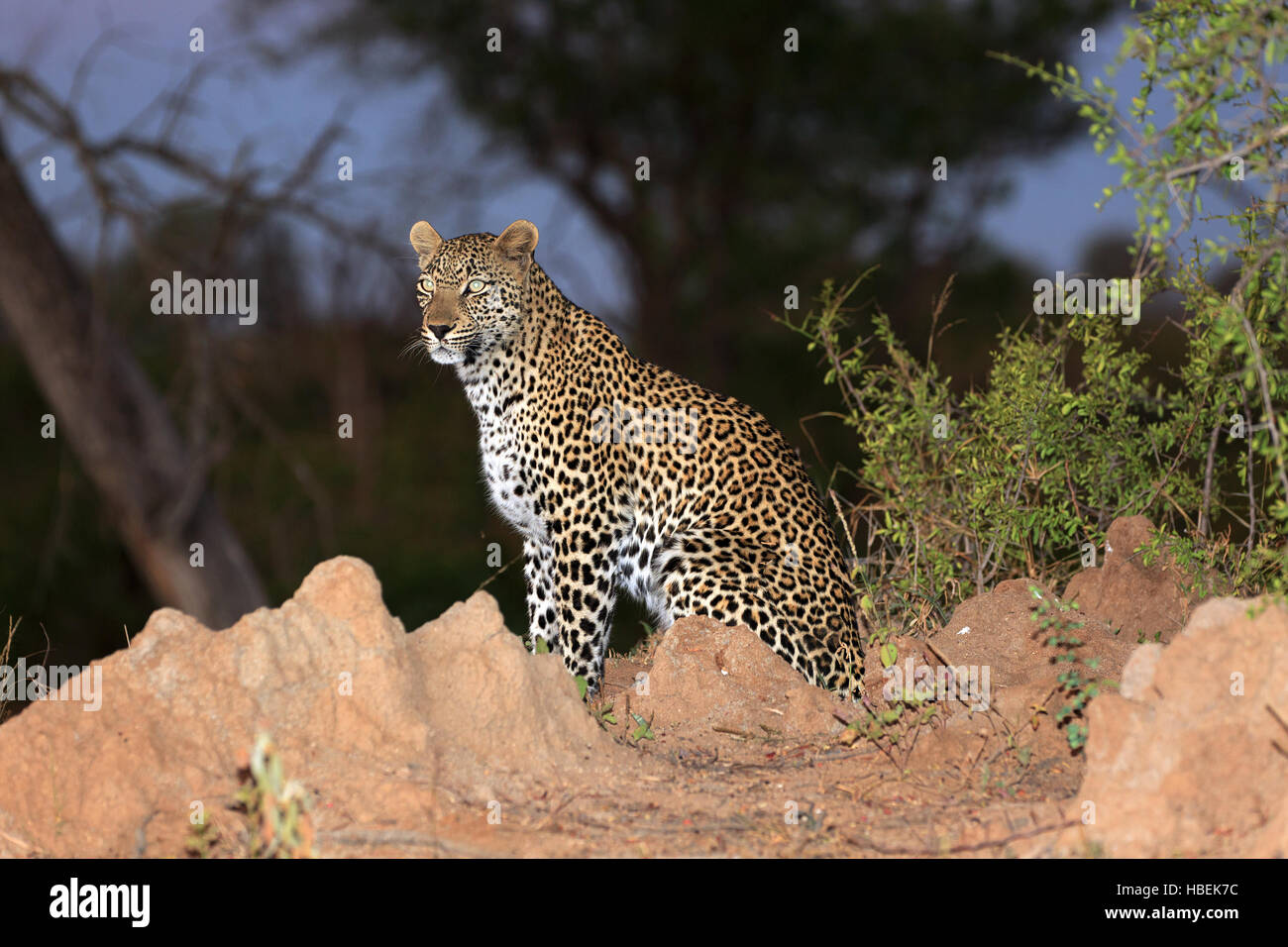 Leopard at night Stock Photo - Alamy