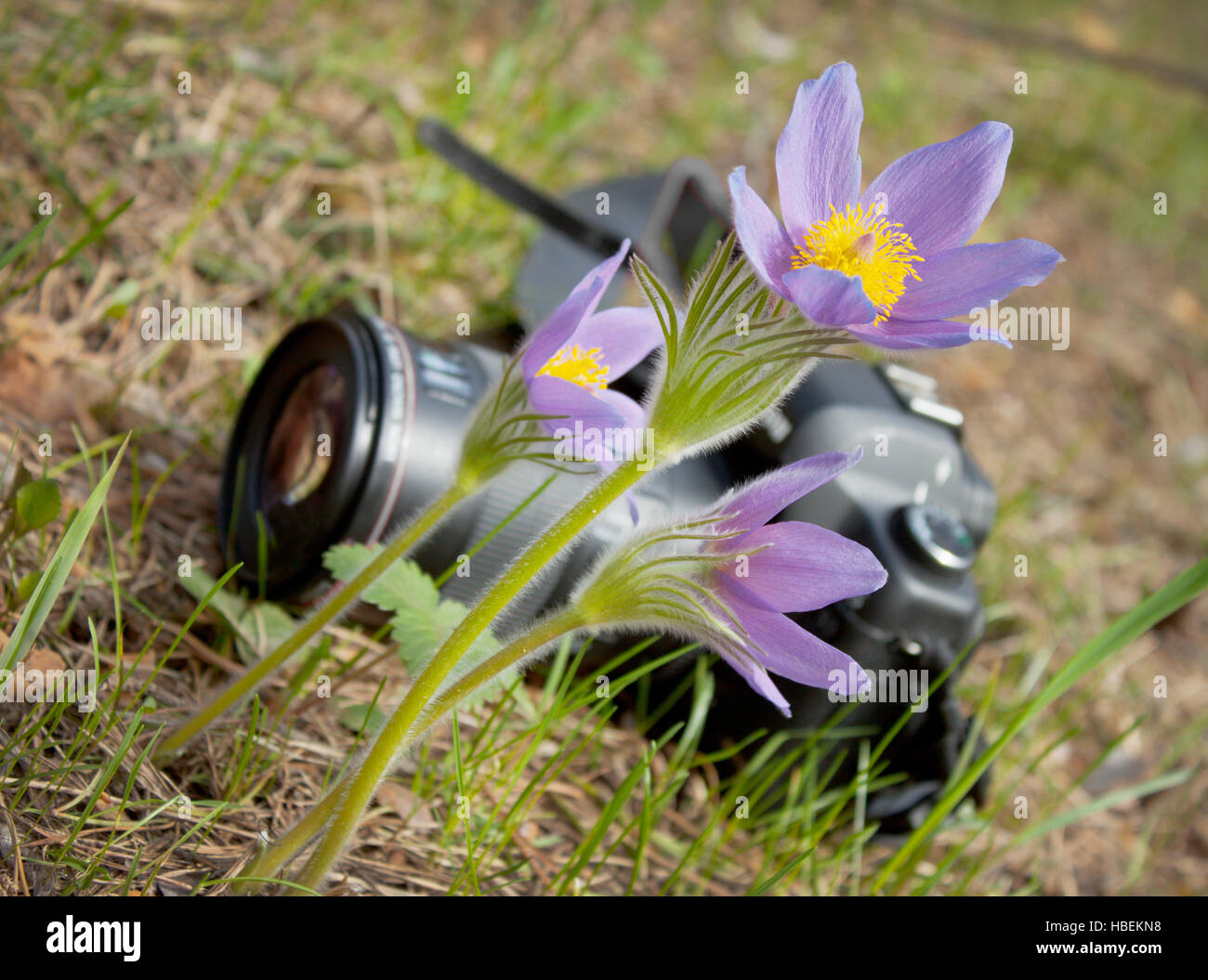 Camera flower photo hi-res stock photography and images - Alamy