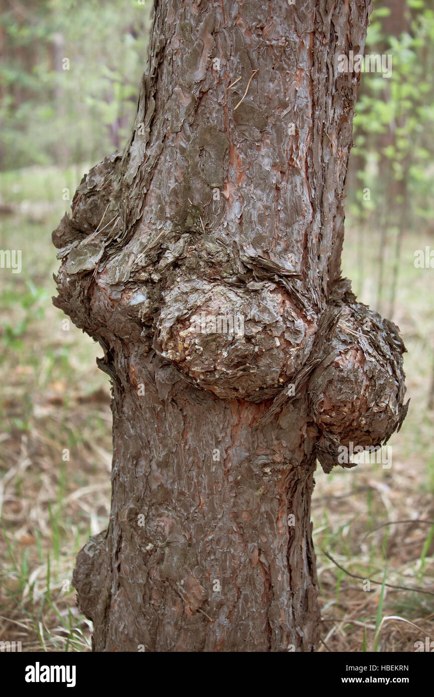 Outgrowth hi-res stock photography and images - Alamy