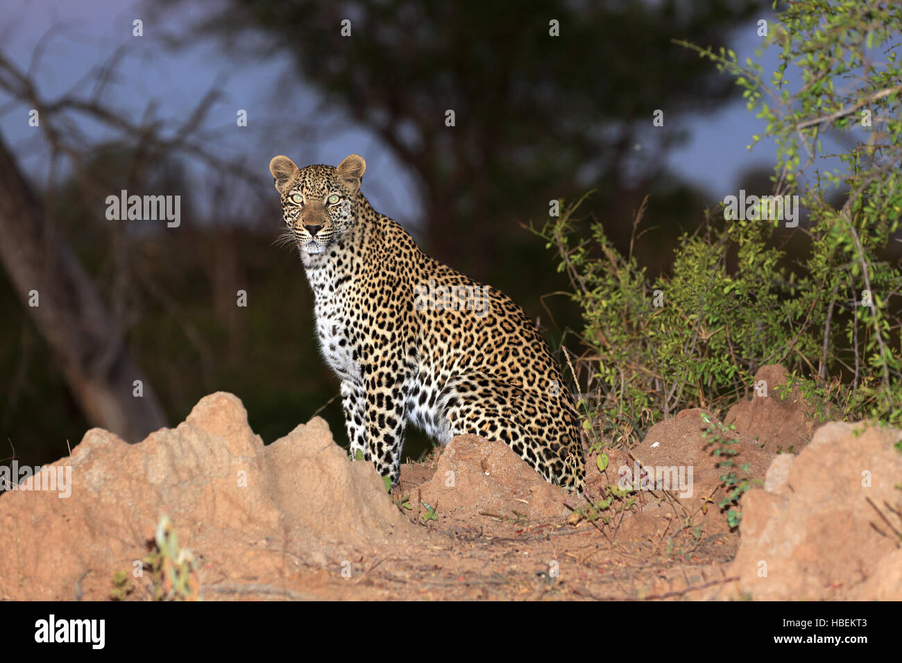 Leopard at night hi-res stock photography and images - Alamy