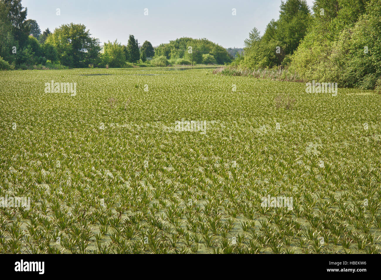 A small wetland lake Stock Photo - Alamy