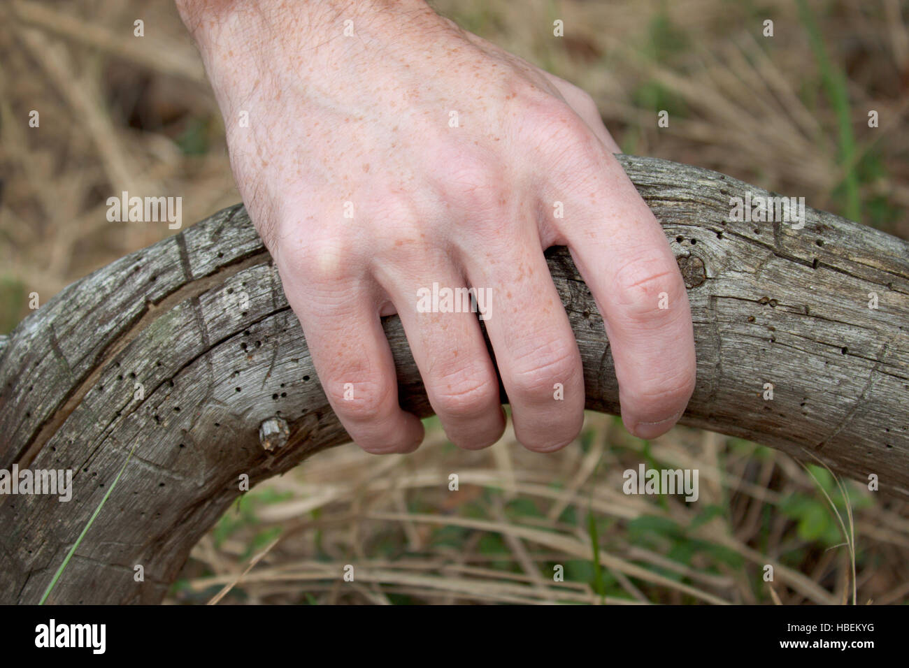 Hand on the rotten wood Stock Photo - Alamy