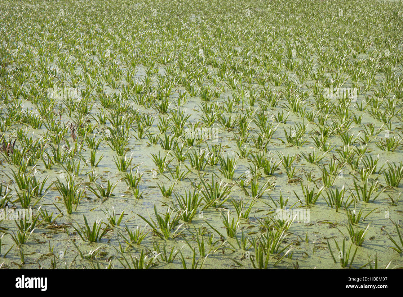 Wet marshy terrain hi-res stock photography and images - Alamy