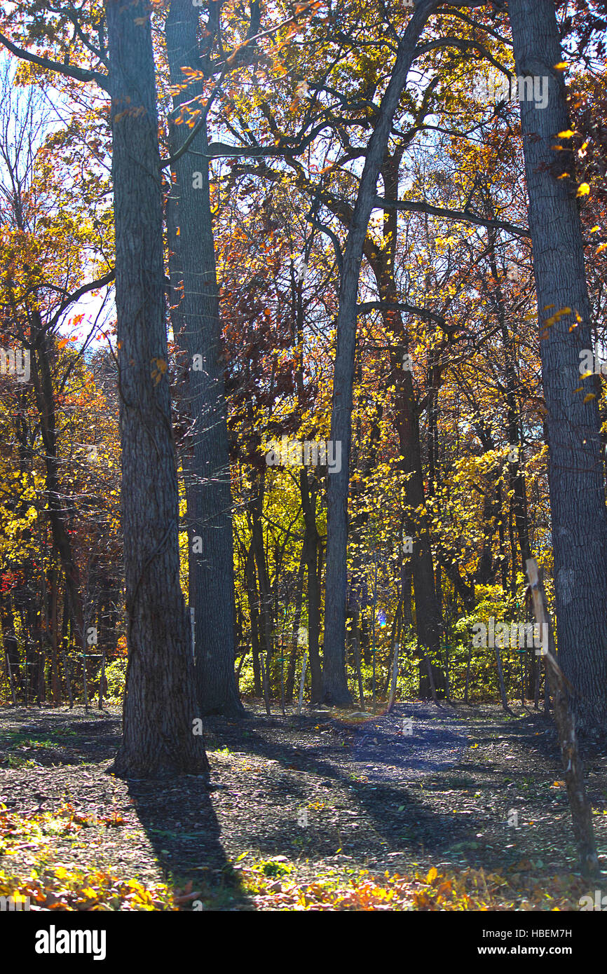 Nature Preserve- Fall trees stand in a wooded area along a nature walk ...