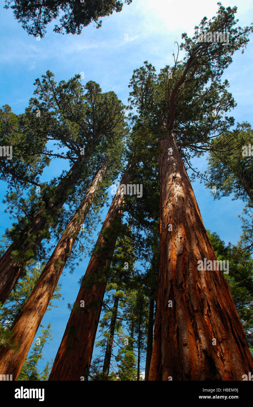 Bachelor and Three Graces, Crown Detail, Giant Sequoia, Sequoiadendron giganteum, Mariposa Grove ...