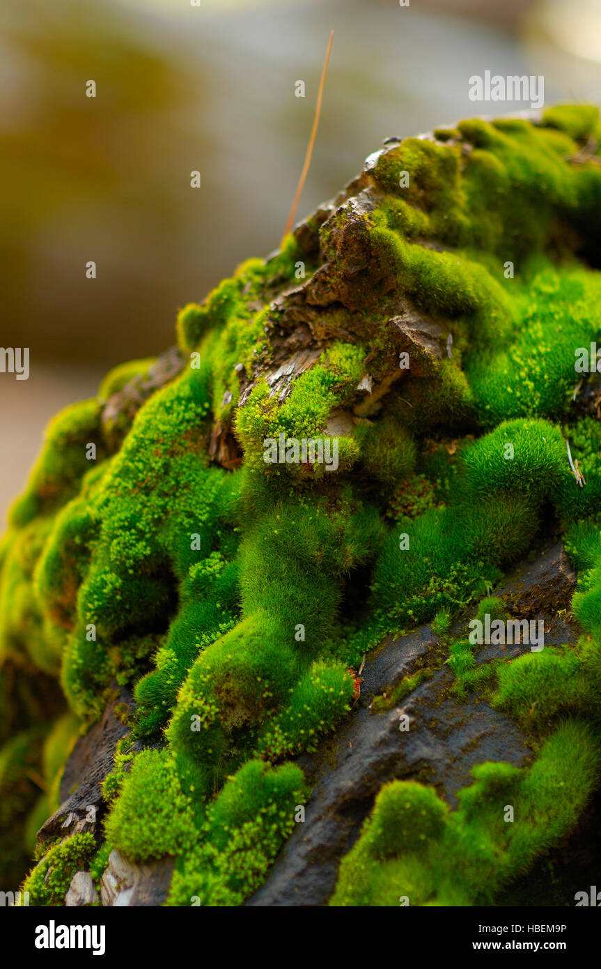 Moss on Giant Sequoia, Sequoiadendron giganteum, Mariposa Grove of ...