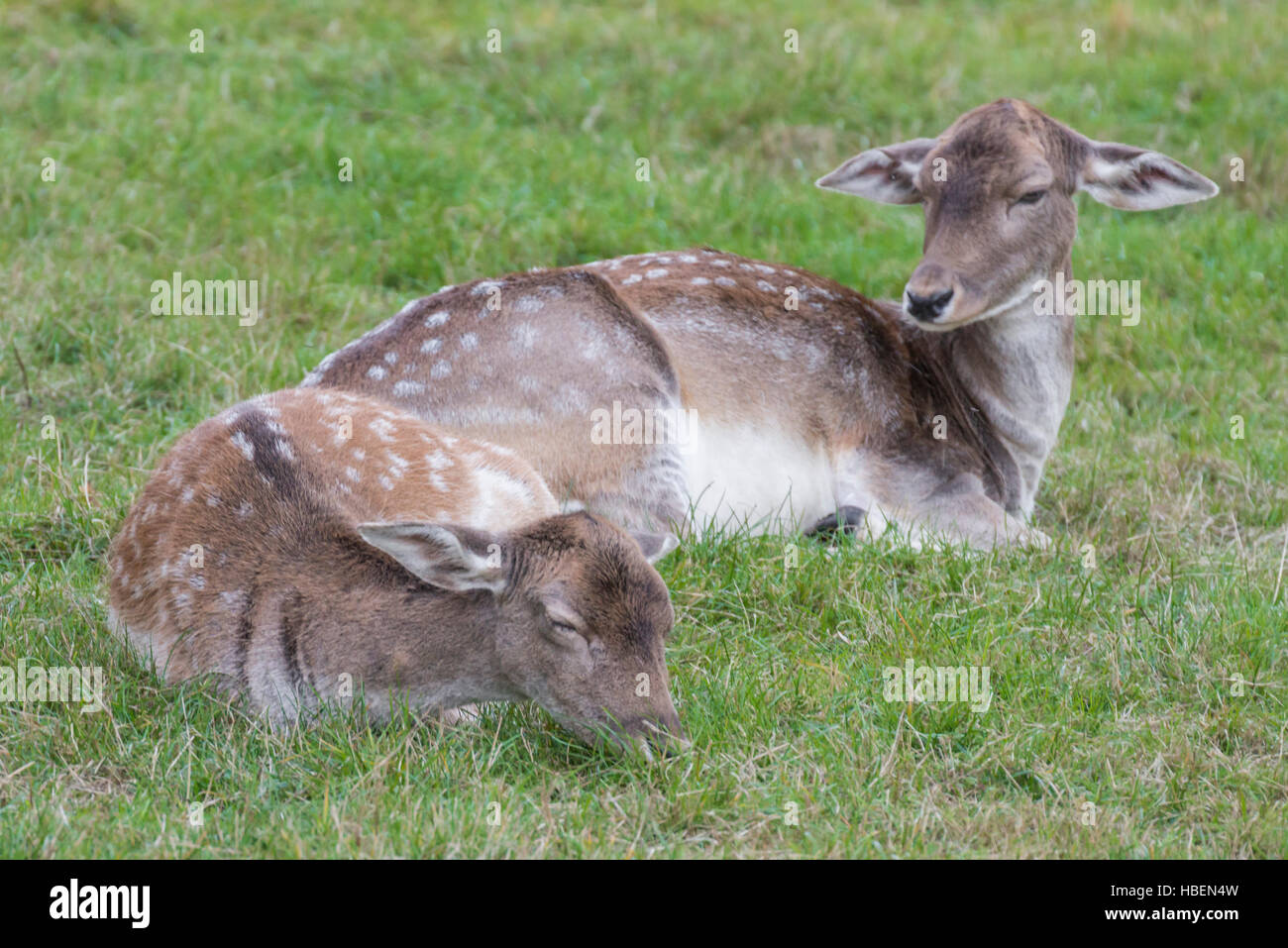 Closeup of an female fallow deer Stock Photo - Alamy