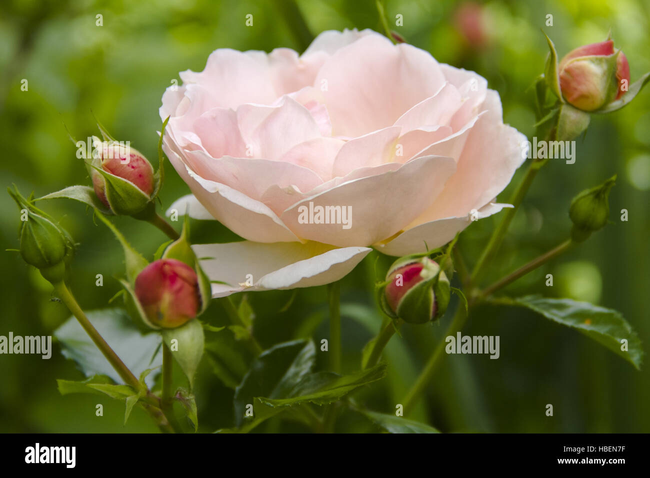 Rose with buds Stock Photo - Alamy