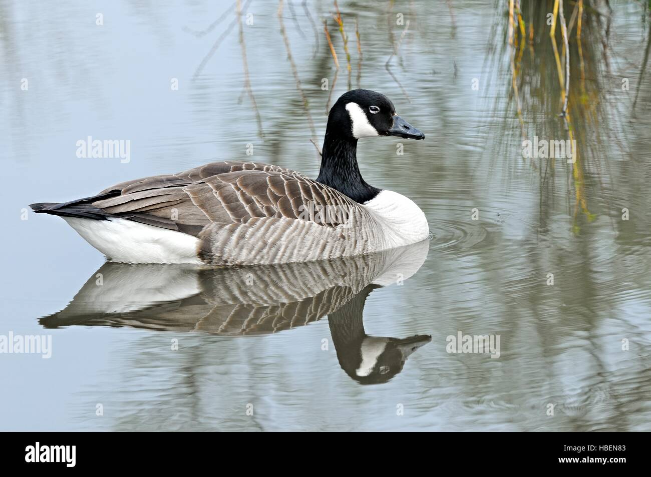 Canada goose in water Stock Photo - Alamy