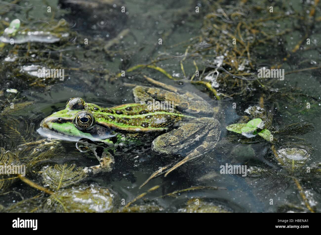 Pool Frog in his element Stock Photo - Alamy