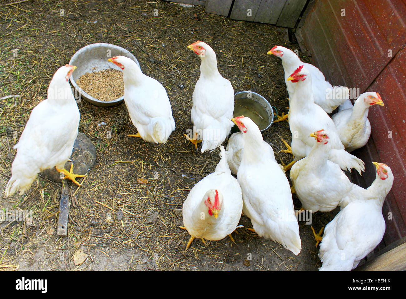 Hens in the poultry-yard Stock Photo - Alamy