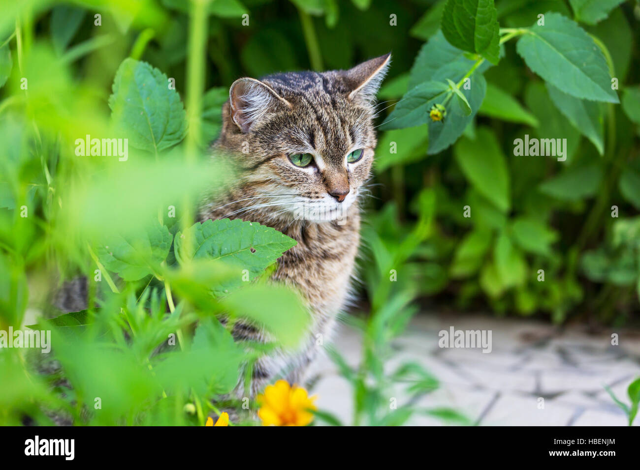 Cat in grass Stock Photo - Alamy