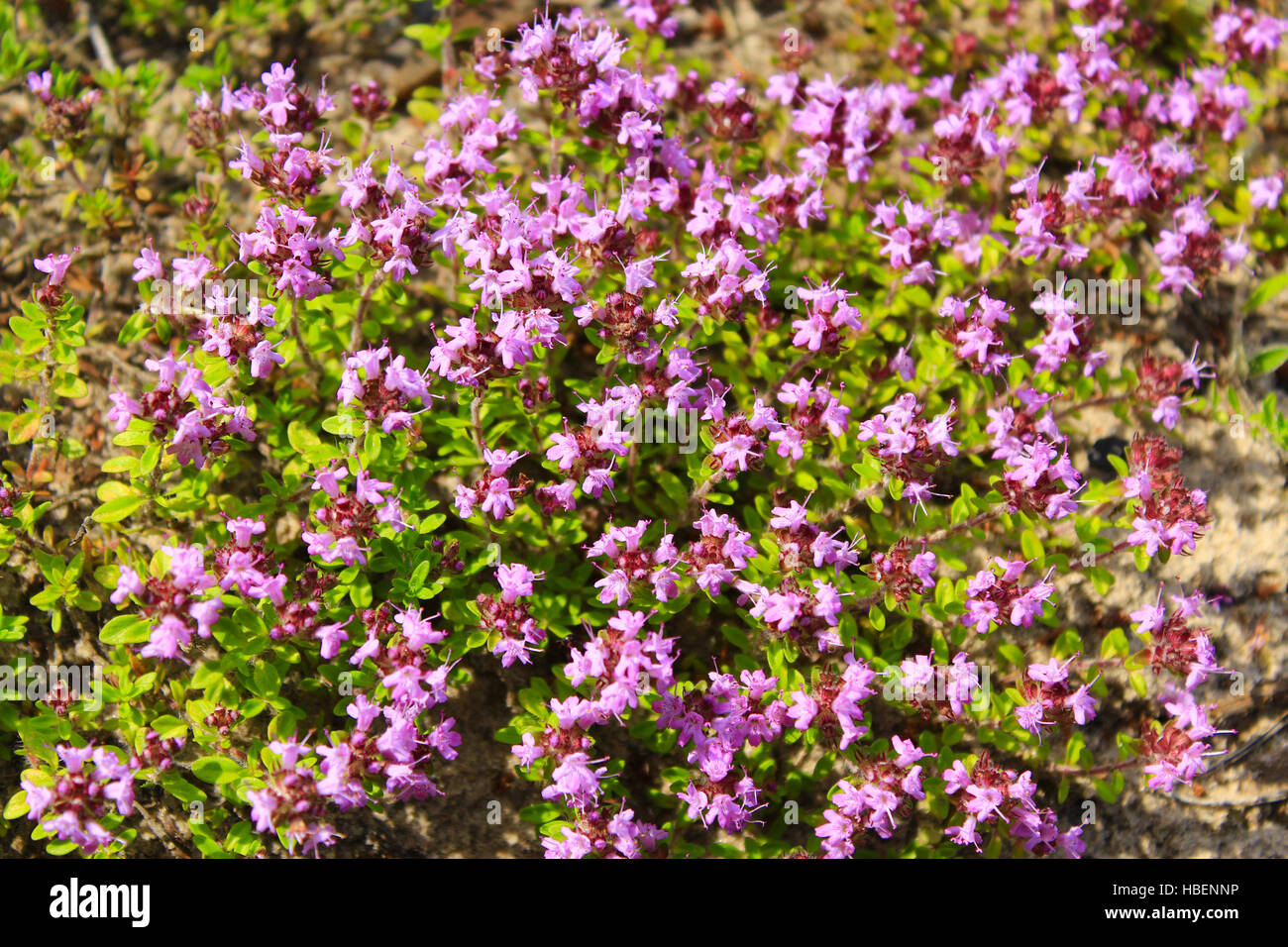 Beautiful wild oregano flowers hi-res stock photography and images - Alamy