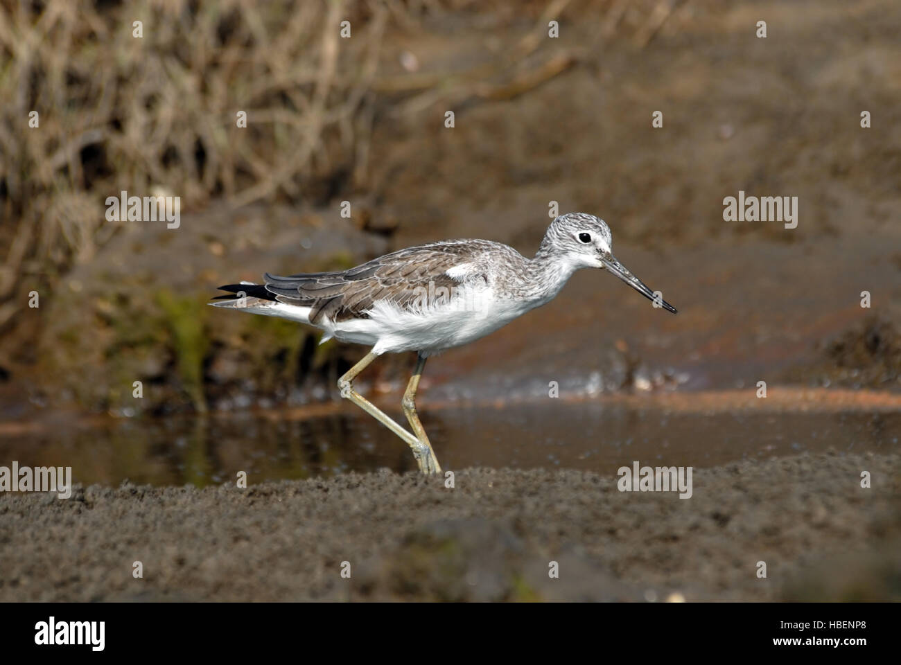 India tringa nebularia side hi-res stock photography and images - Alamy