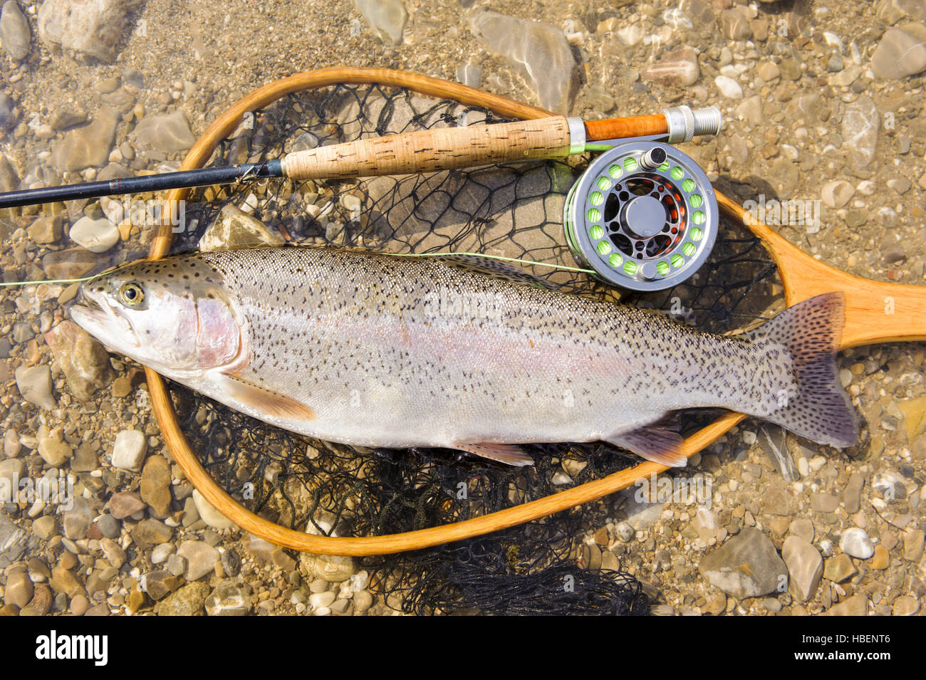 trout caught by fly fishing Stock Photo - Alamy