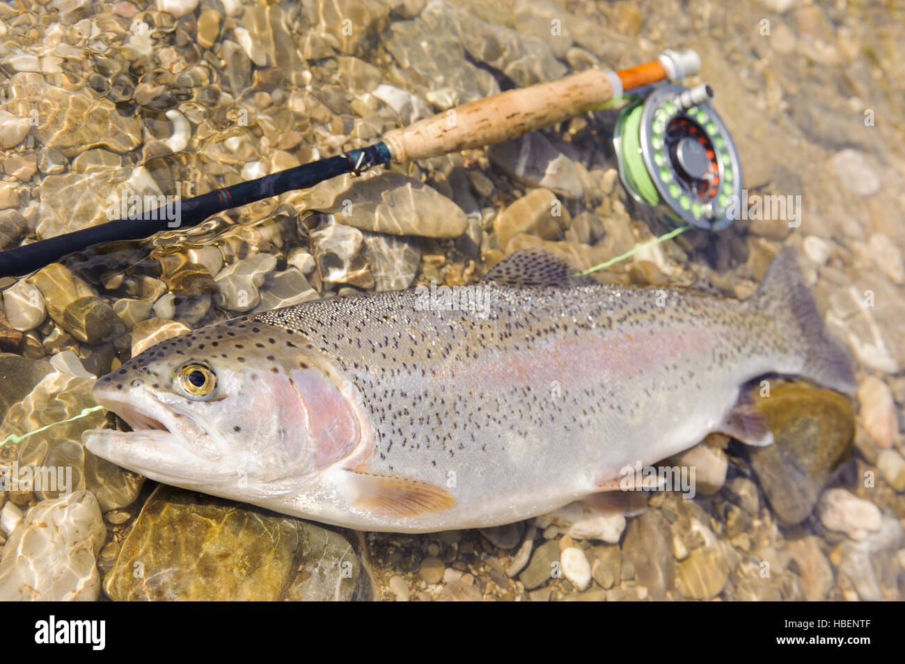 trout caught by fly fishing Stock Photo - Alamy