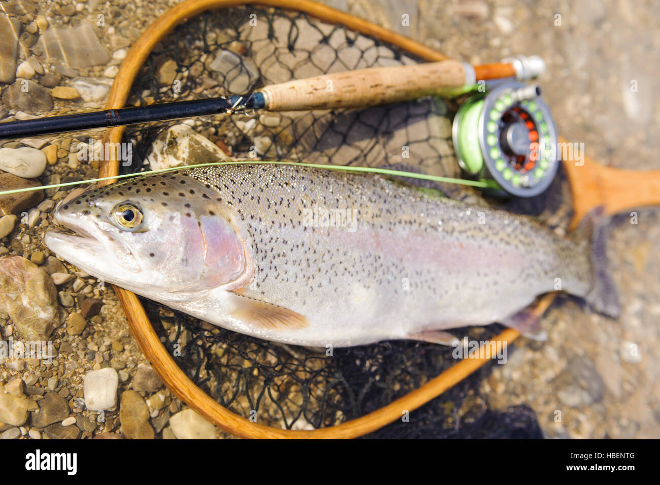 trout caught by fly fishing Stock Photo - Alamy