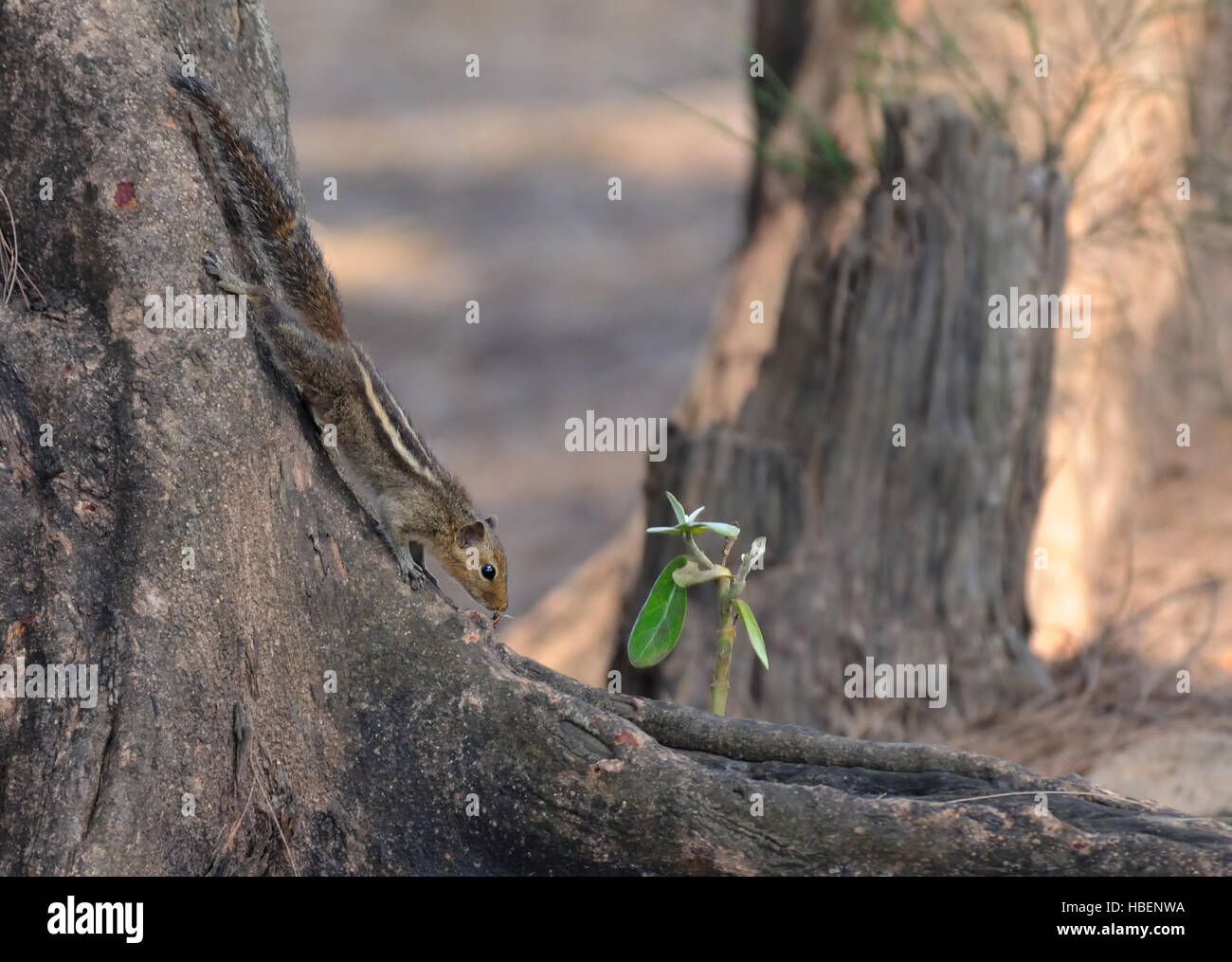 Indian palm squirrel (Three-striped palm squirrel, Funambulus palmarum ...