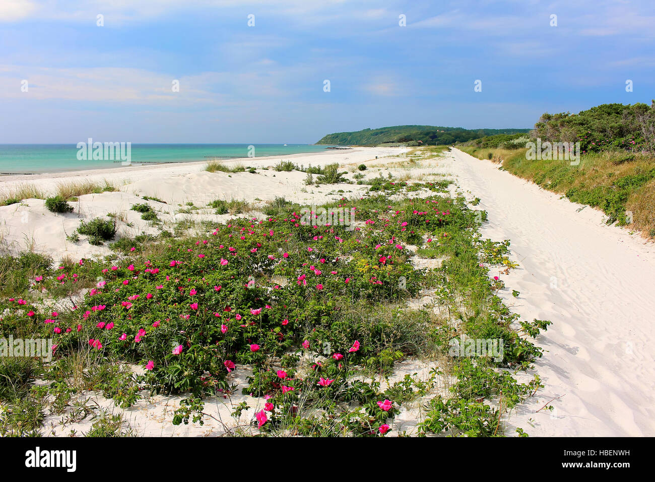 Baltic sea flowers hi-res stock photography and images - Alamy
