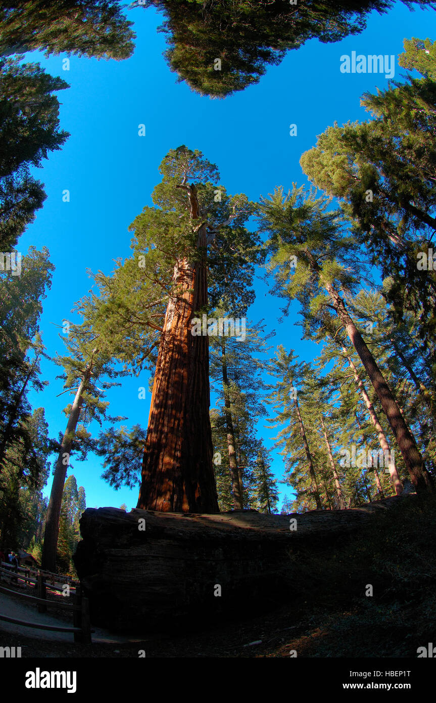 General grant grove hi-res stock photography and images - Alamy