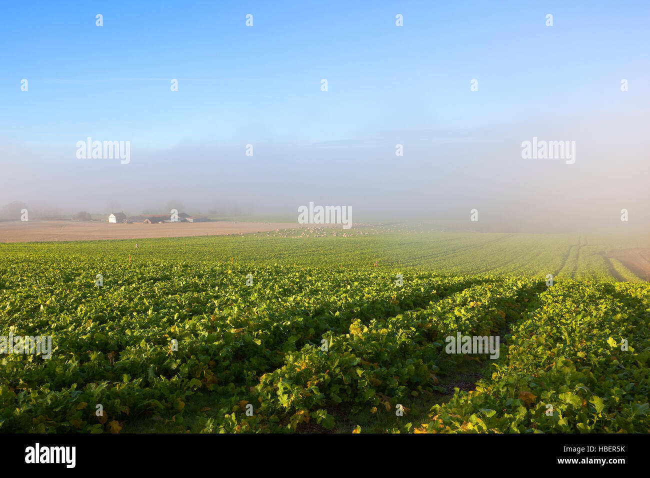 Leafy green fodder crops with sheep grazing in a misty hillside field ...