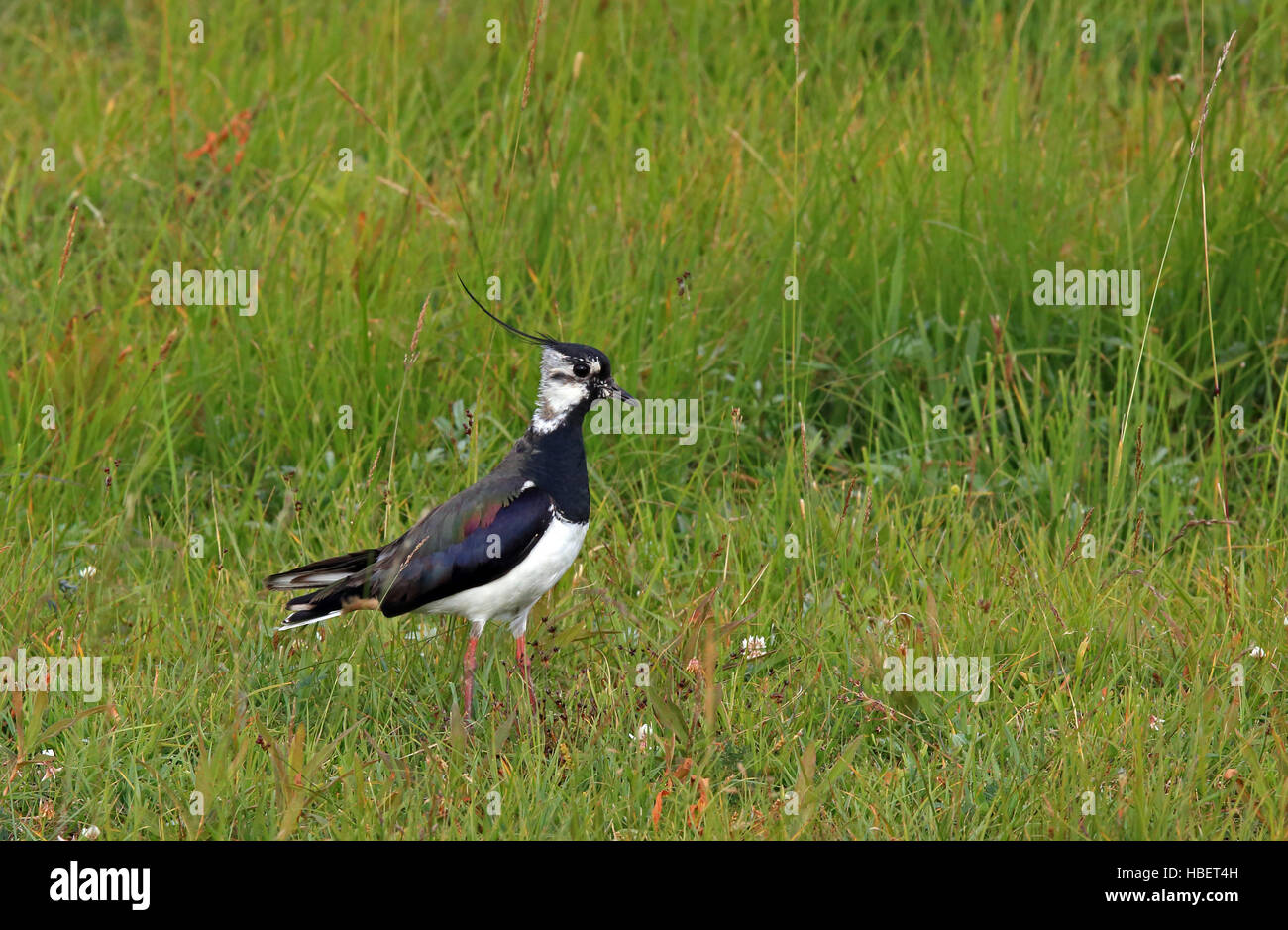 Northern lapwing, Pyewipe, Vanellus vanellus Stock Photo - Alamy