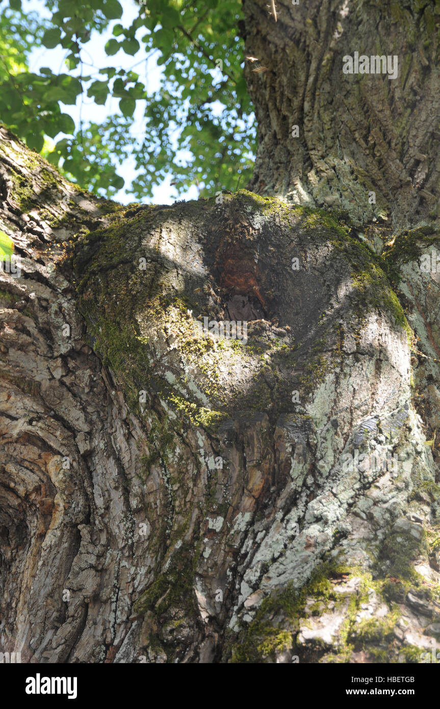 Bees in a tree Stock Photo - Alamy