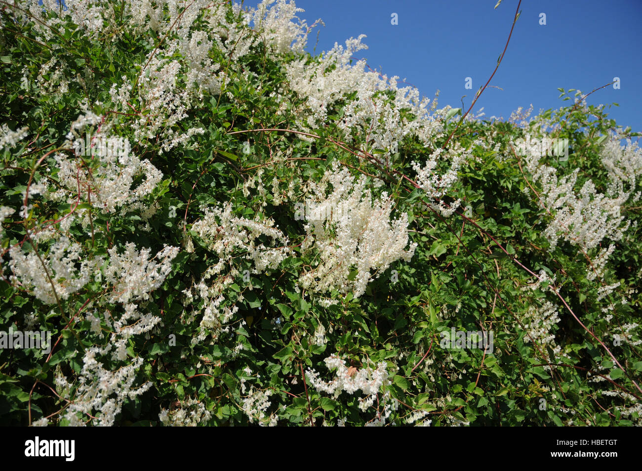 Fallopia aubertii, Russian vine Stock Photo - Alamy