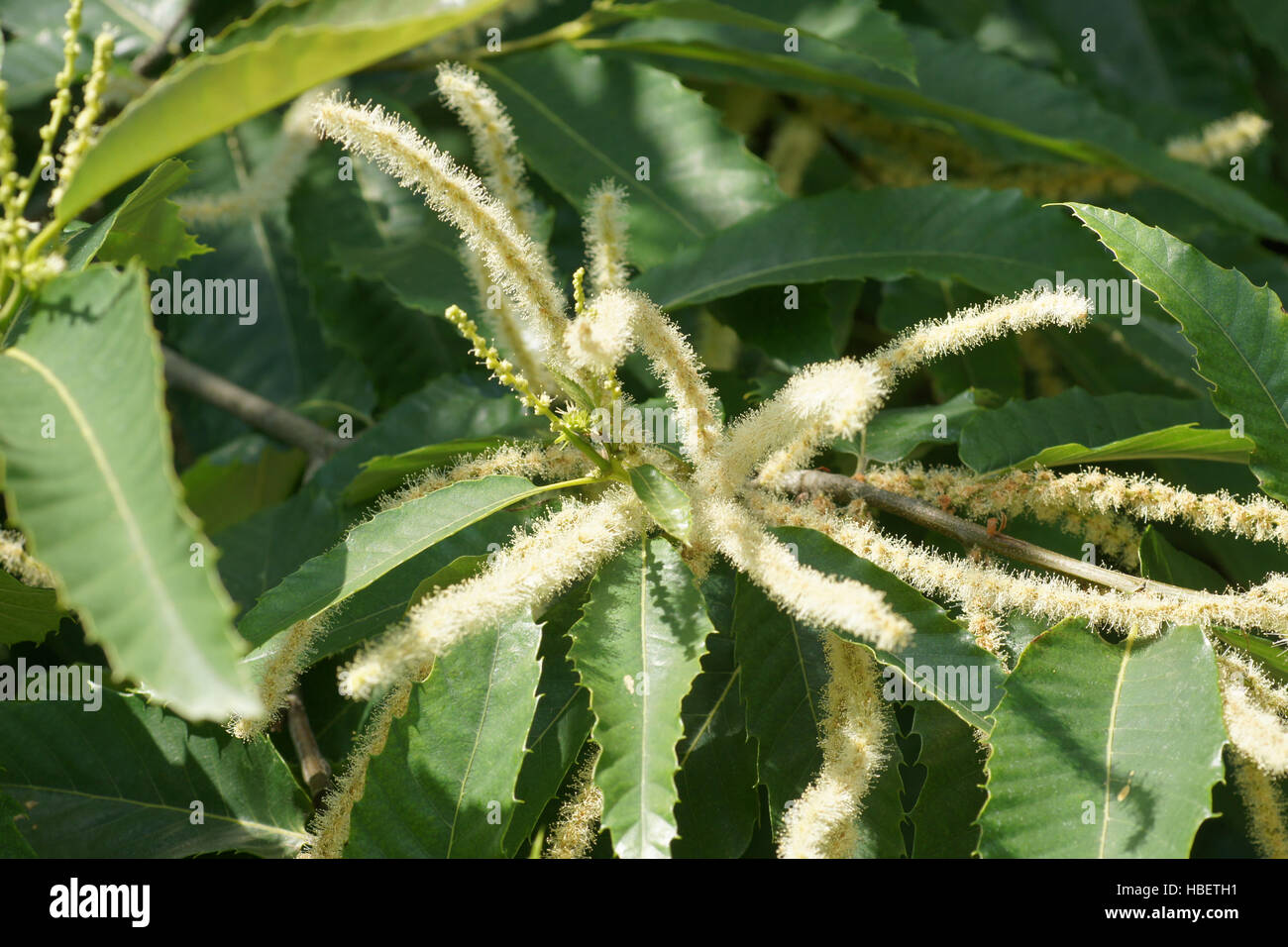 Castanea sativa, Sweet chestnut Stock Photo - Alamy