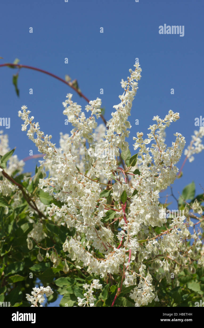 Fallopia aubertii, Russian vine Stock Photo - Alamy