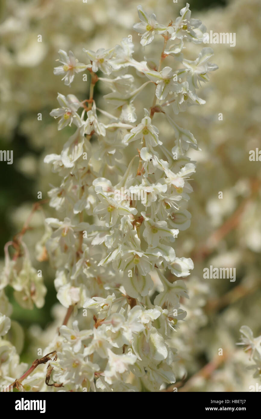 Fallopia aubertii, Russian vine Stock Photo - Alamy