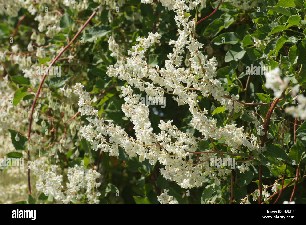 Fallopia aubertii, Russian vine Stock Photo - Alamy