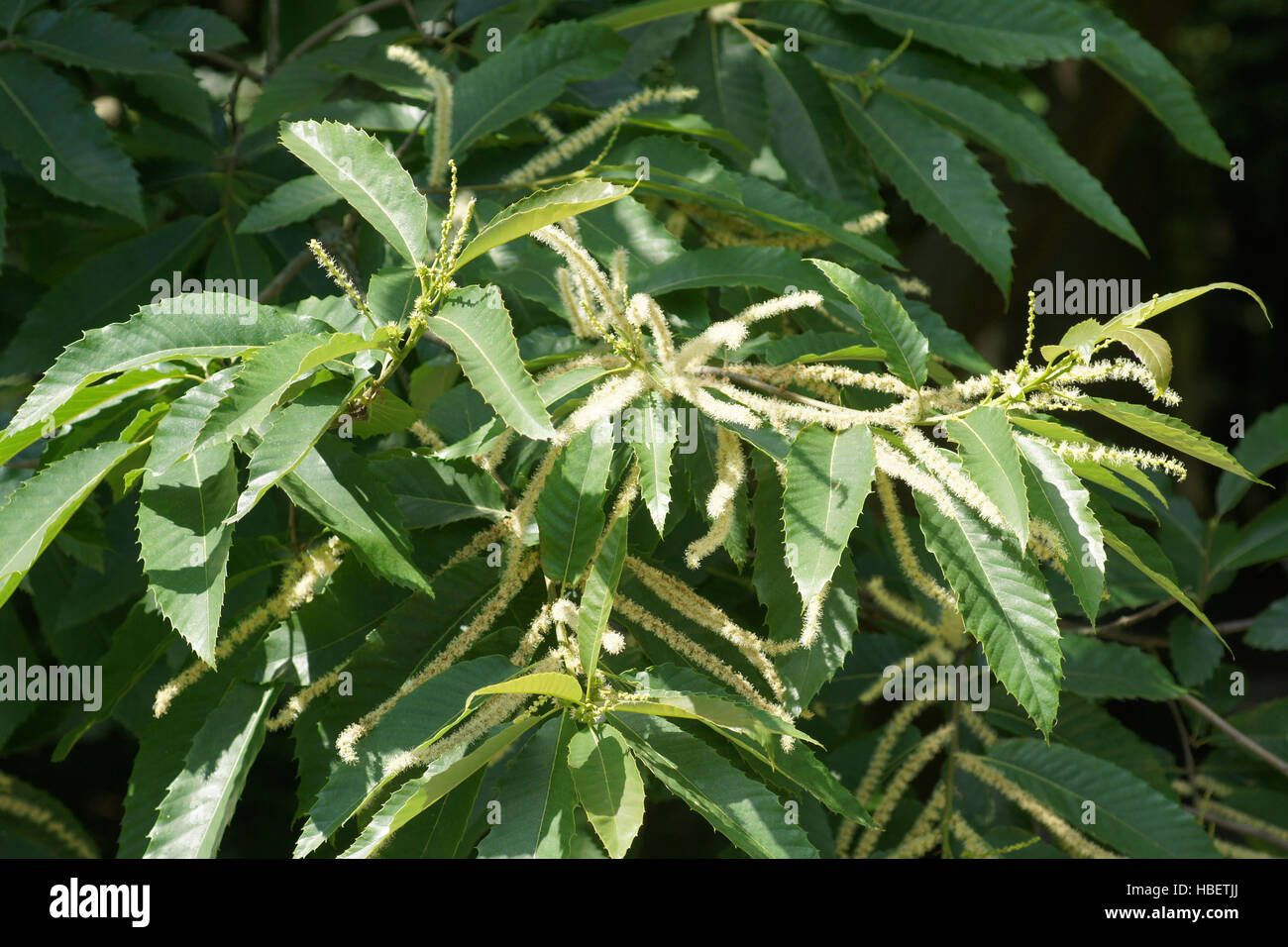 Sweet chestnut fruits castanea sativa hi-res stock photography and ...