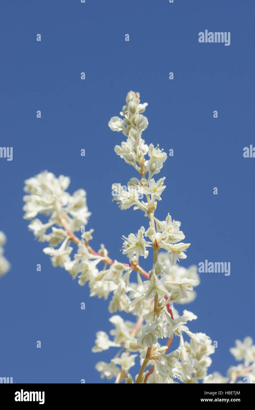 Fallopia aubertii hi-res stock photography and images - Alamy