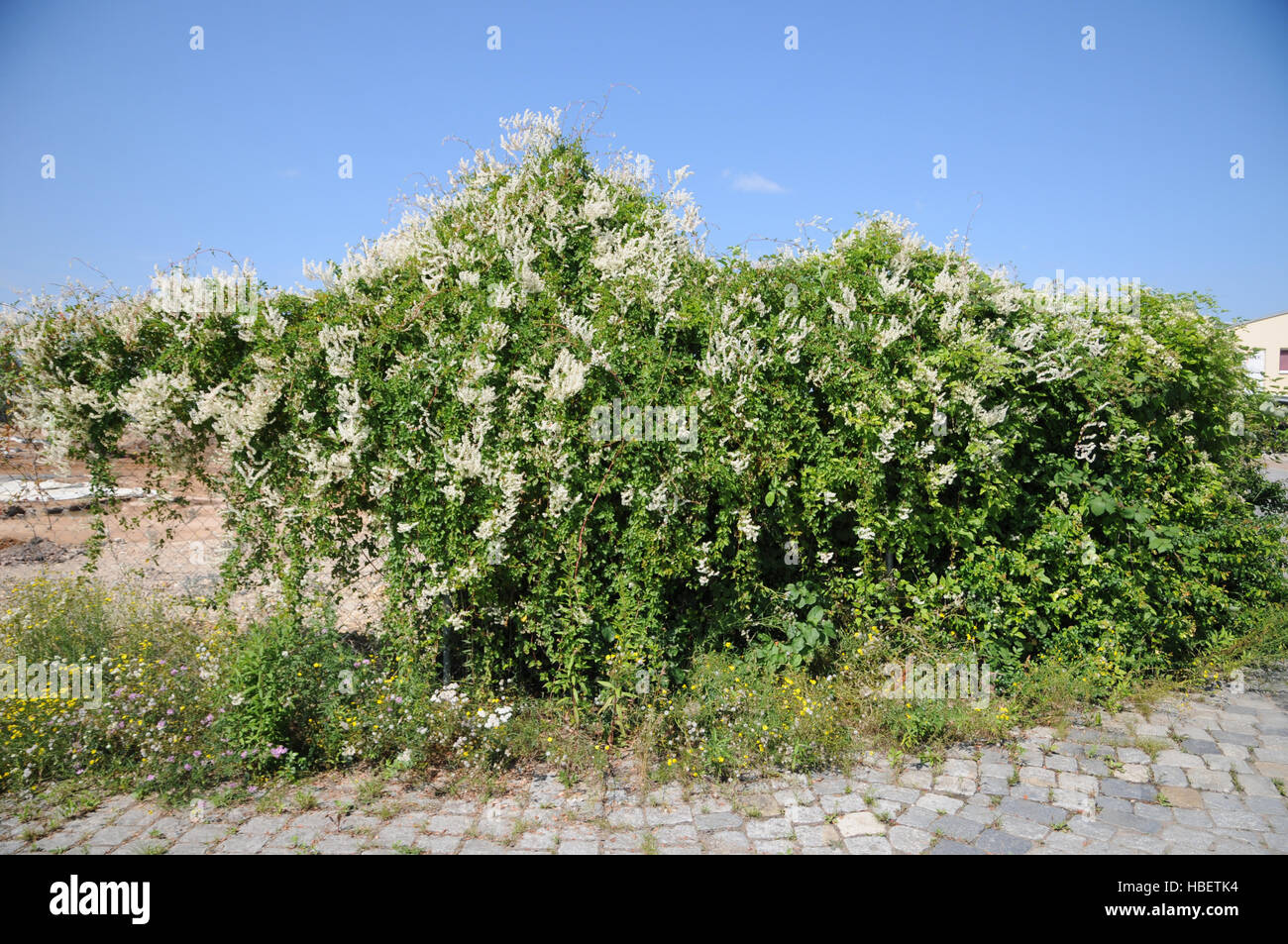 Fallopia Aubertii High Resolution Stock Photography and Images - Alamy