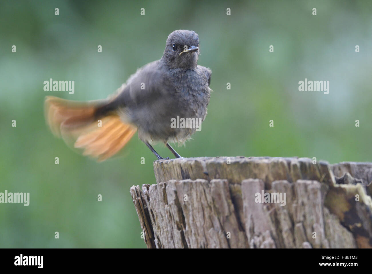 Young Black Redstart Stock Photo - Alamy