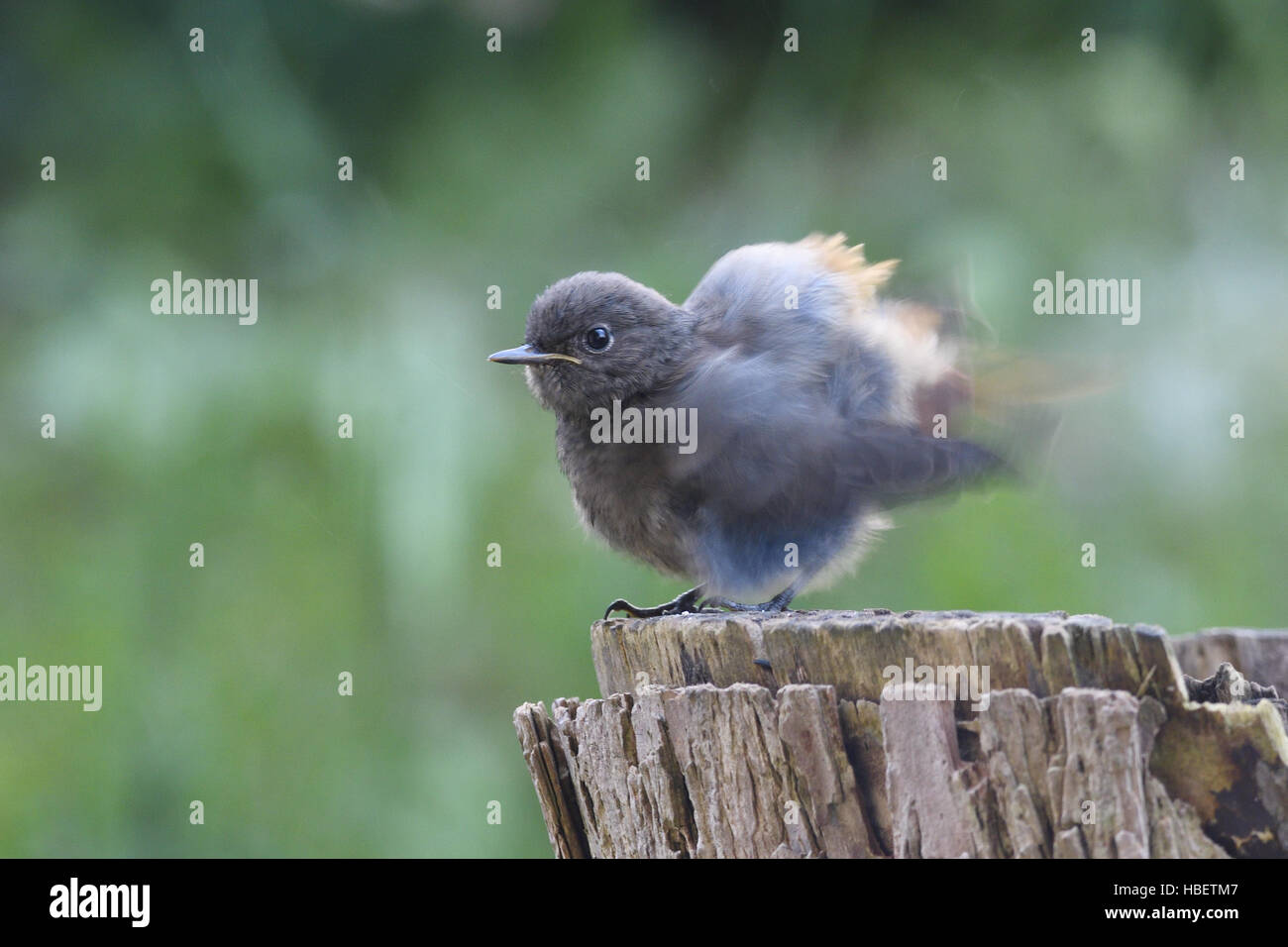 Black redstart phoenicurus ochruros young hi-res stock photography and ...