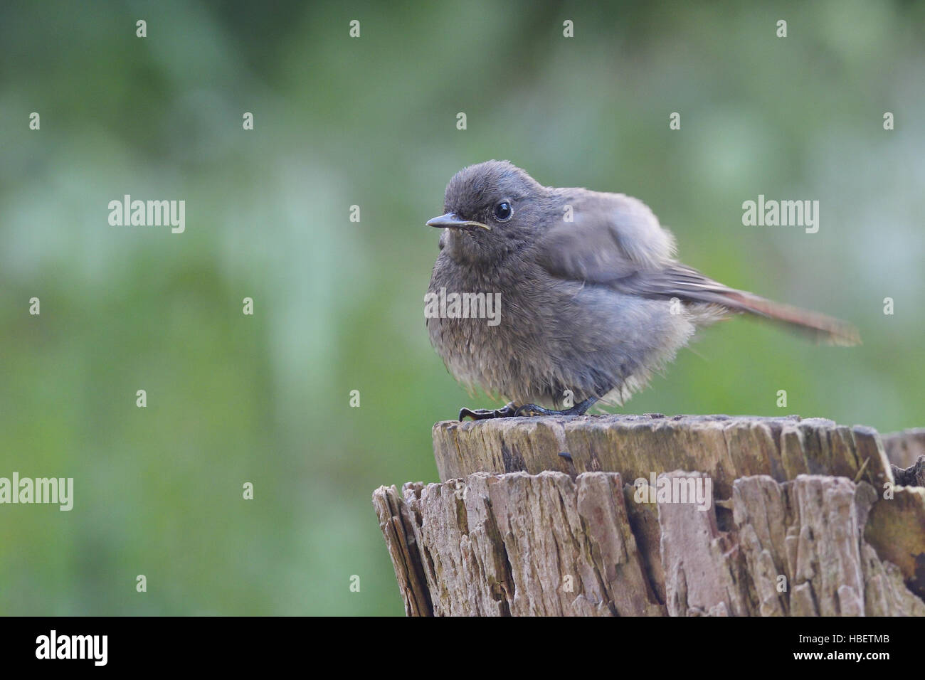 Young Black Redstart Stock Photo - Alamy