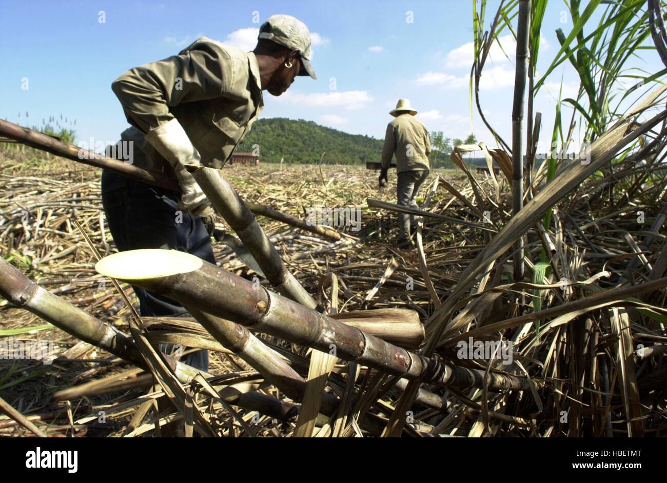 Sugarcane field cuba hi-res stock photography and images - Alamy