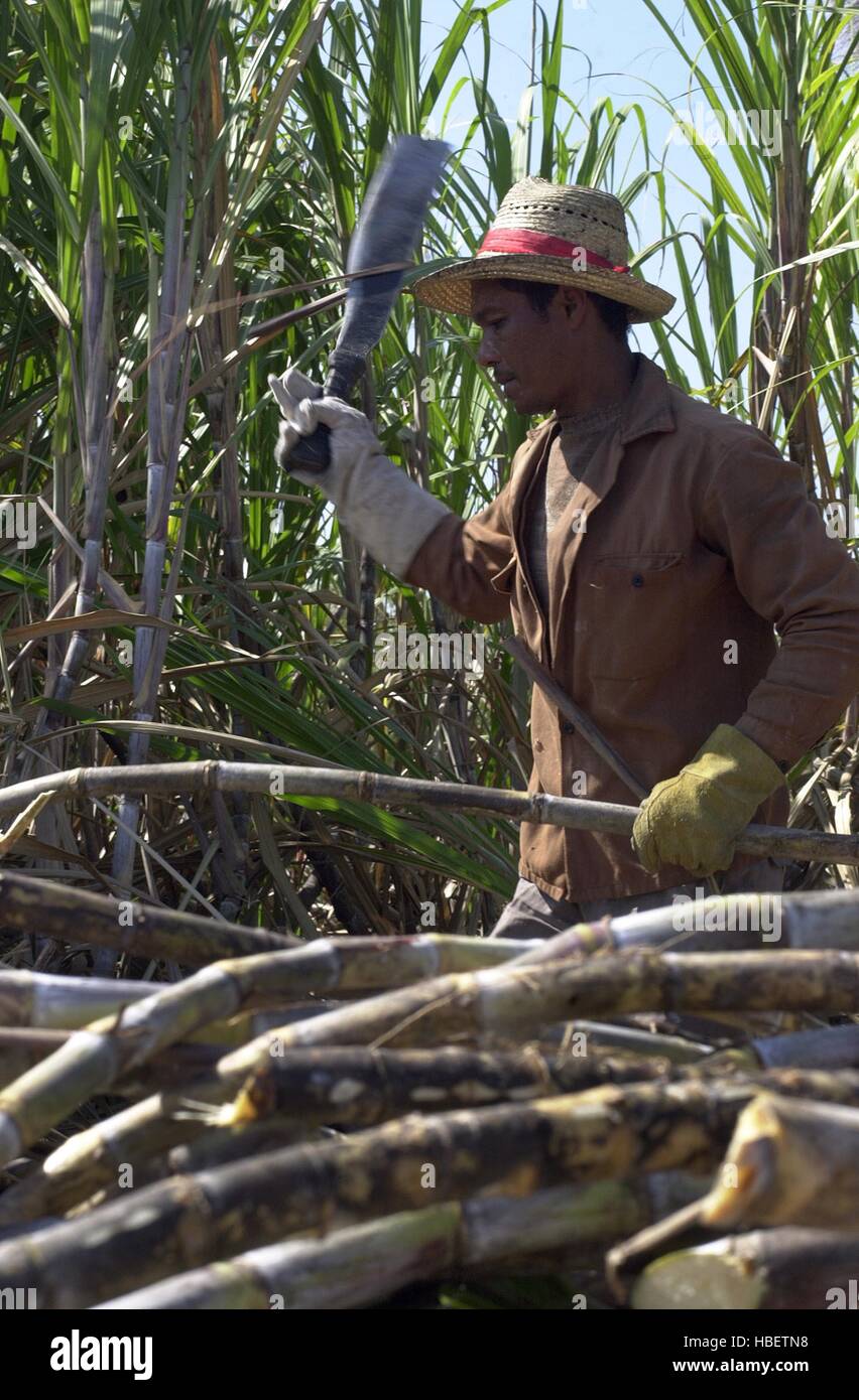 Sugarcane field cuba hi-res stock photography and images - Alamy
