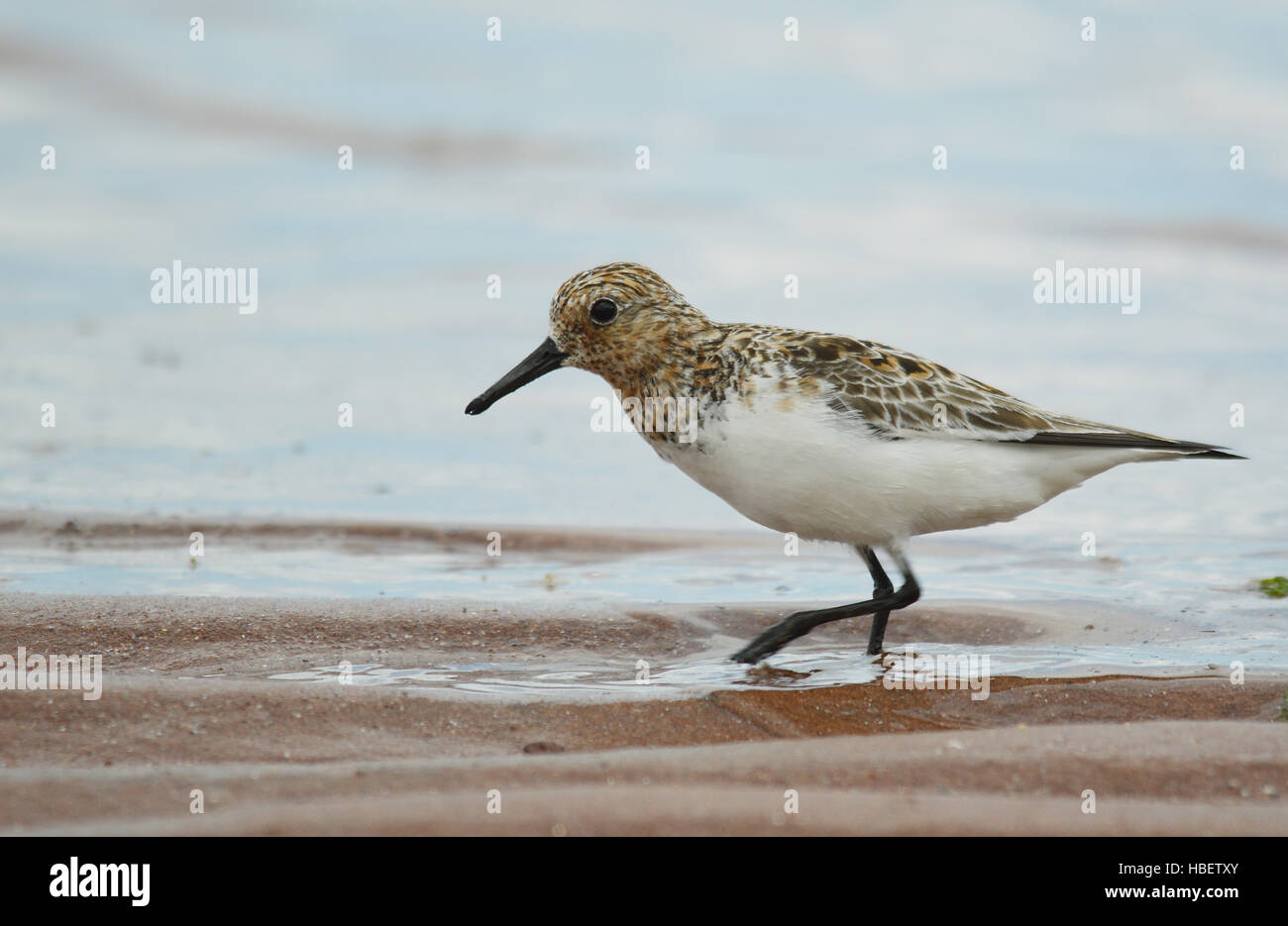 This is a Sanderling moulting into its summer plumage Stock Photo - Alamy