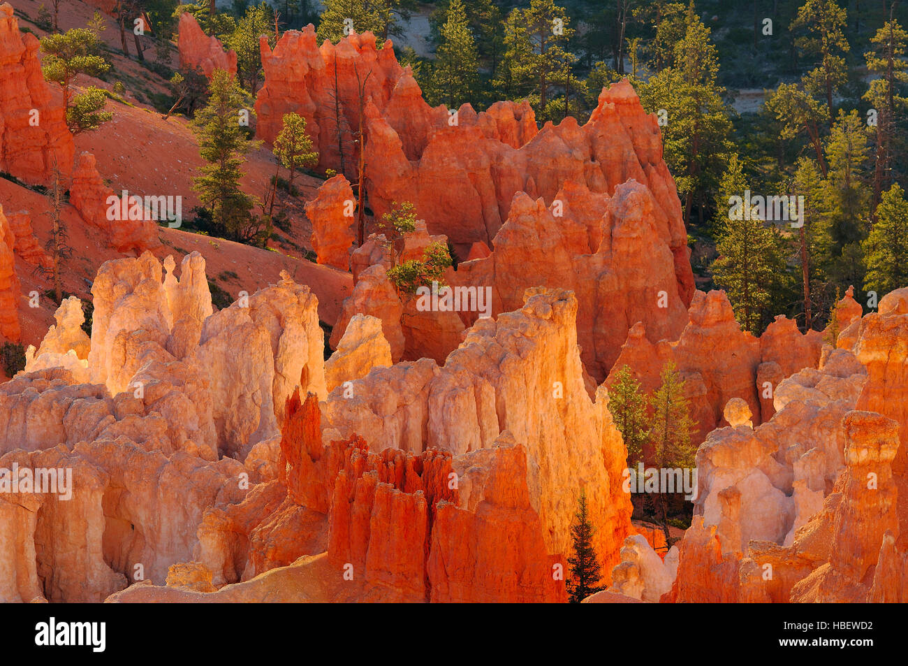 Bryce Canyon Hoodoos from Inspiration Point at Sunrise, Bryce Canyon ...