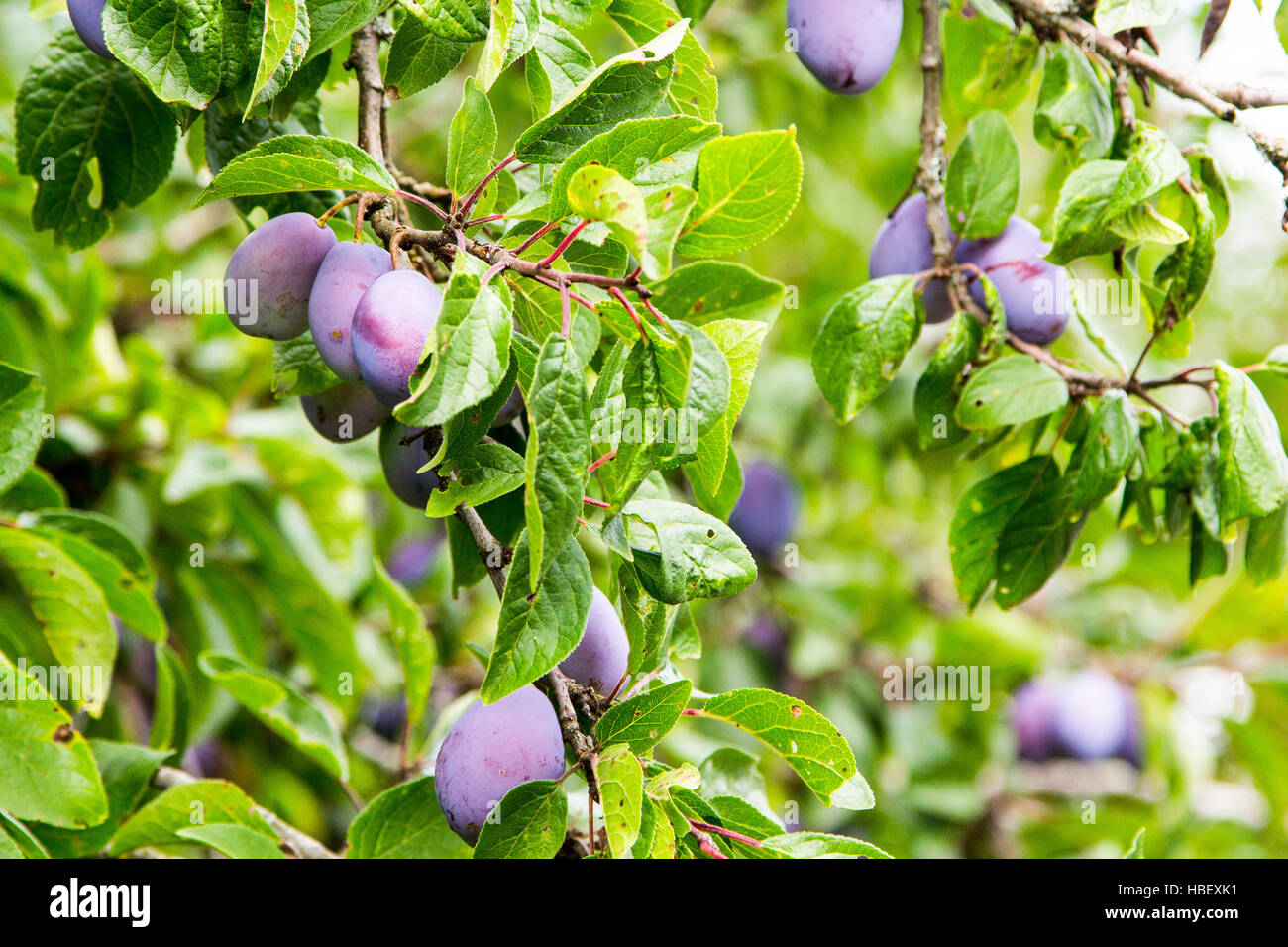 Plumtree High Resolution Stock Photography and Images - Alamy
