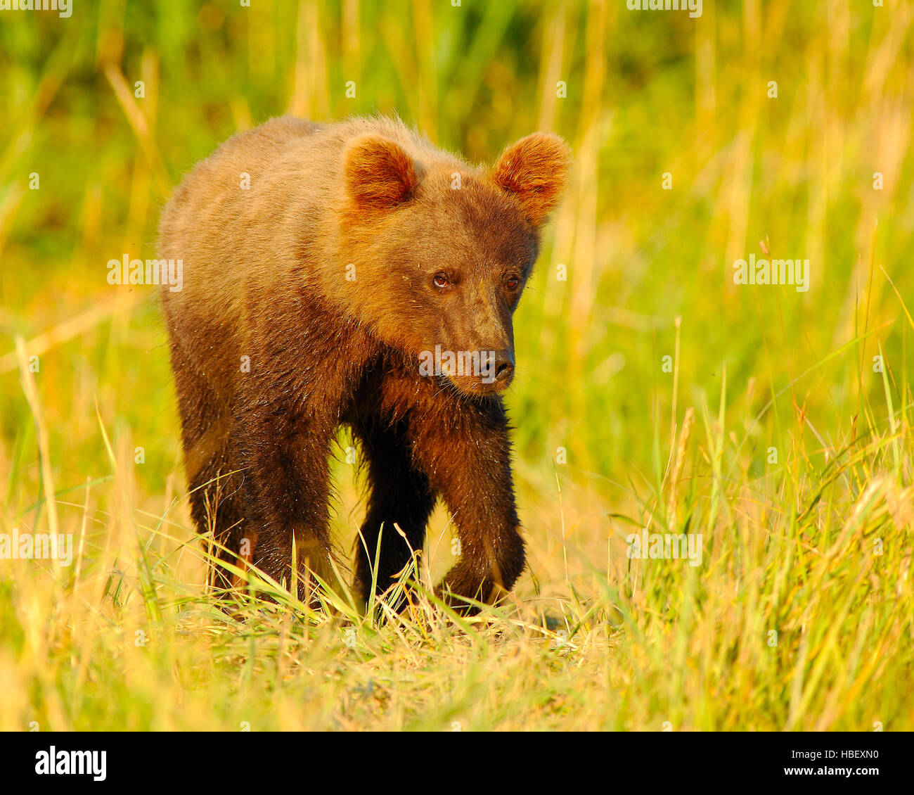 Alaskan Coastal Brown Bear Cub at Sunset, Silver Salmon Creek, Lake ...