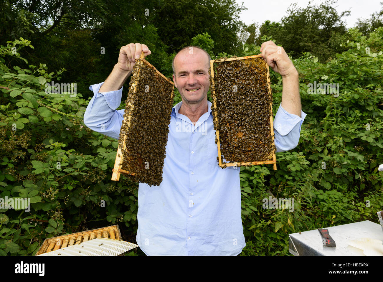 Pollen frame hi-res stock photography and images - Alamy